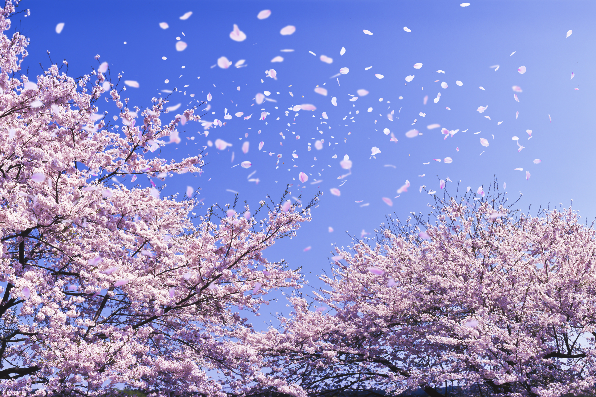 Explanation of the types of cherry trees! Enjoy Japanese cherry ...