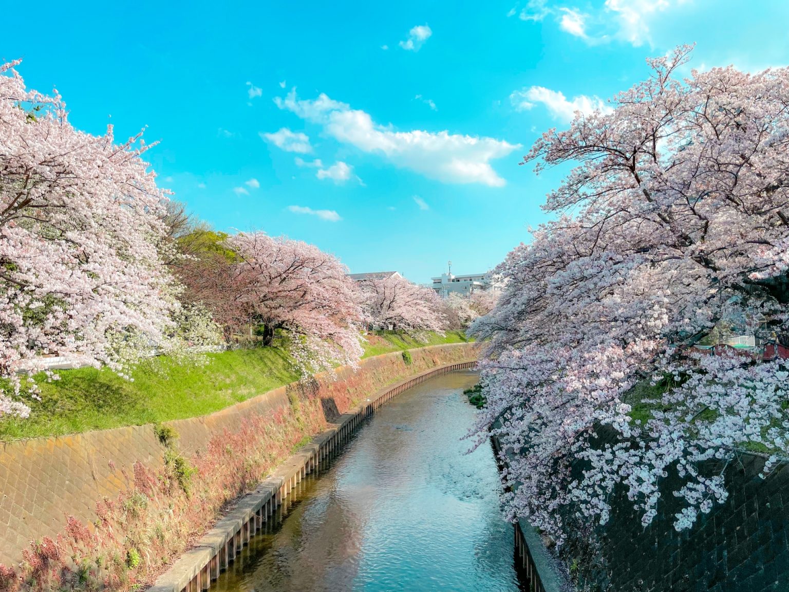 Explanation of the types of cherry trees! Enjoy Japanese cherry ...