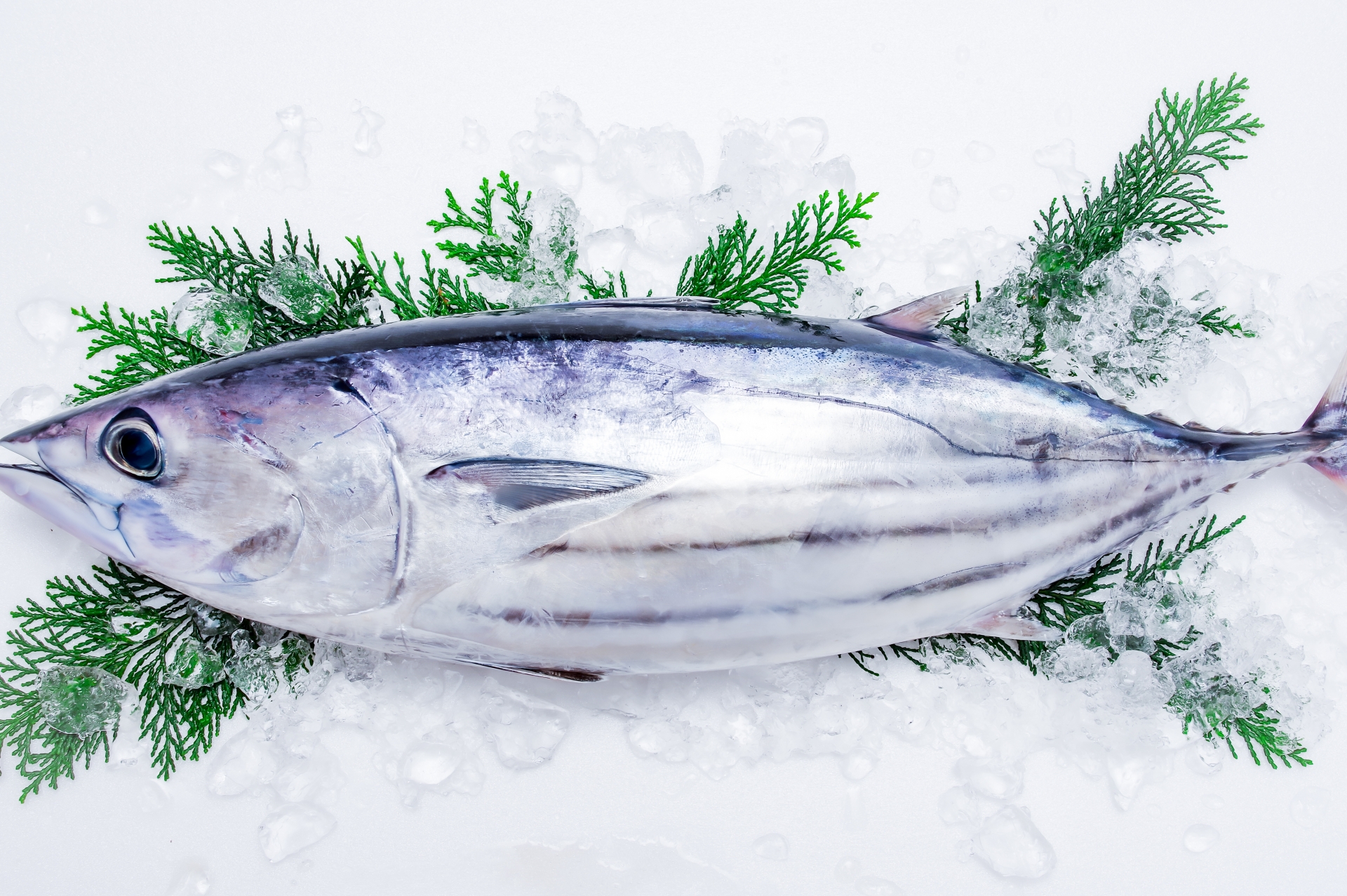 The Fascinating World of Sashimi: Culture, Fun Facts, and Tips for ...