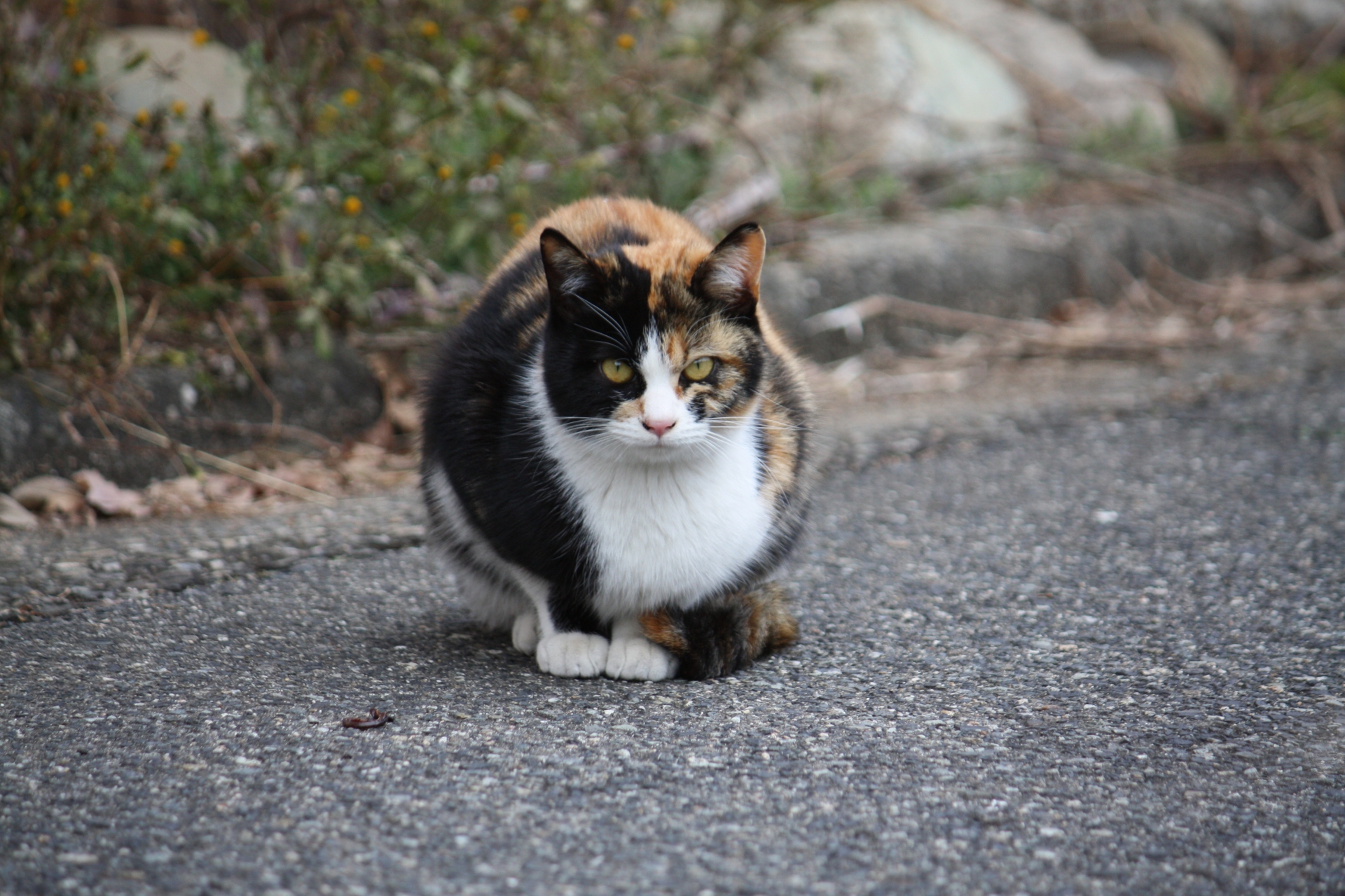 All About Japanese Cats: Traits and Fun Facts | WoW! Japan Fun