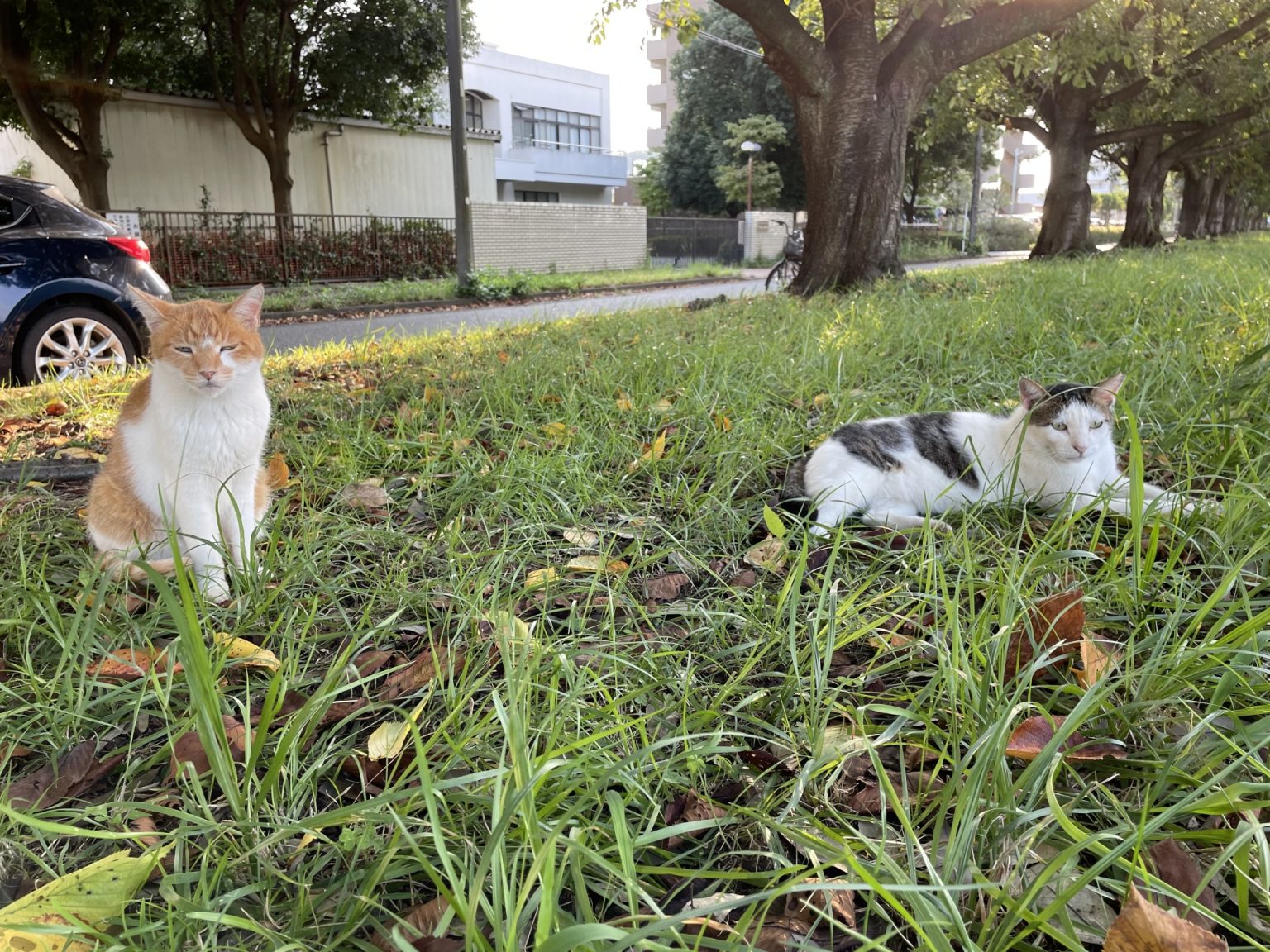 All About Japanese Cats: Traits and Fun Facts | WoW! Japan Fun