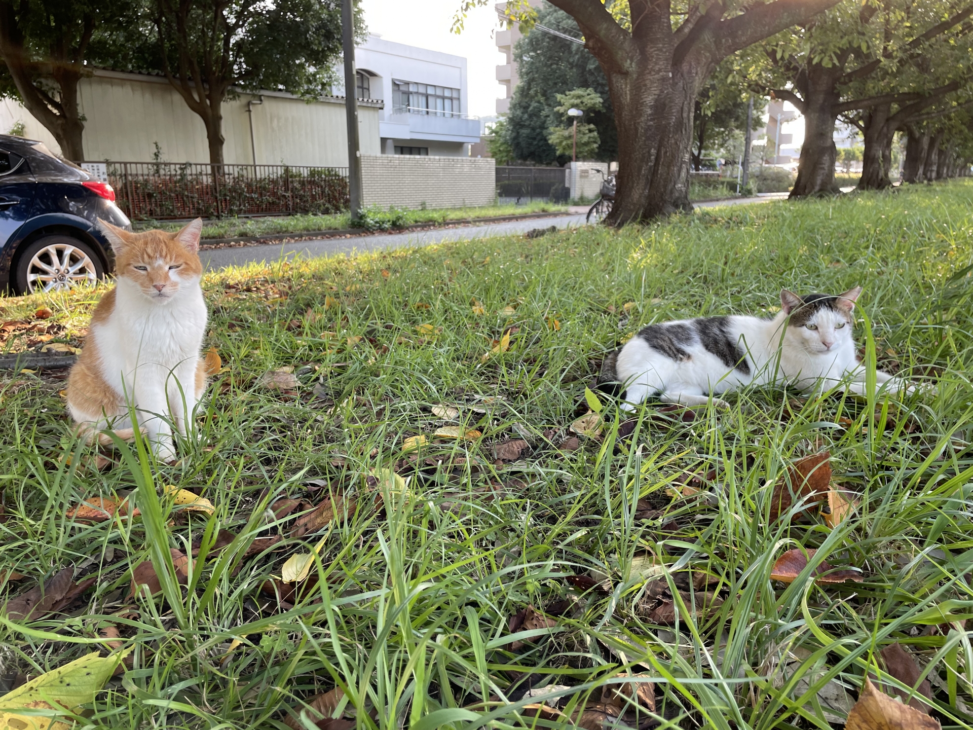 All About Japanese Cats: Traits and Fun Facts | WoW! Japan Fun