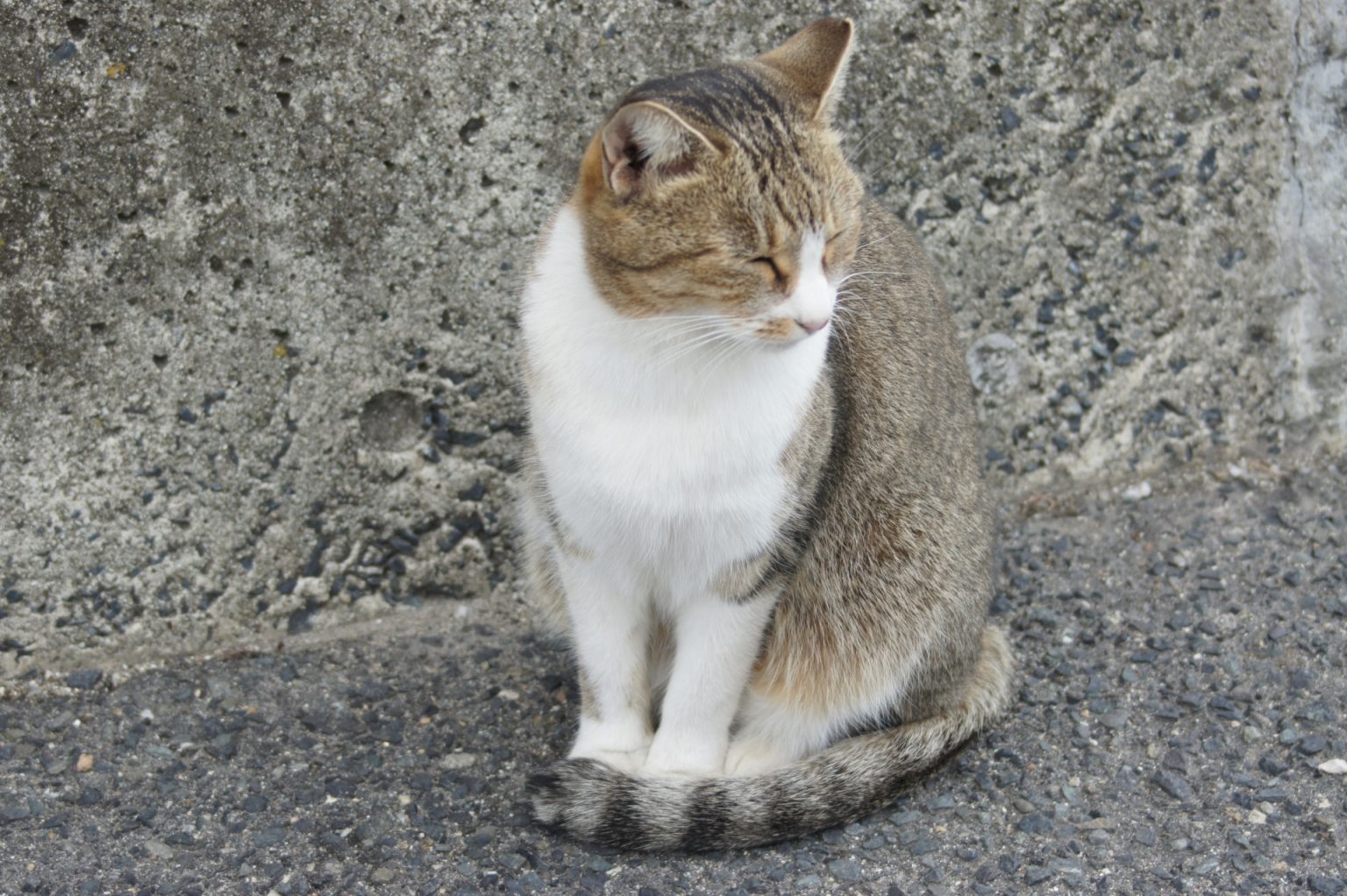 All About Japanese Cats: Traits and Fun Facts | WoW! Japan Fun