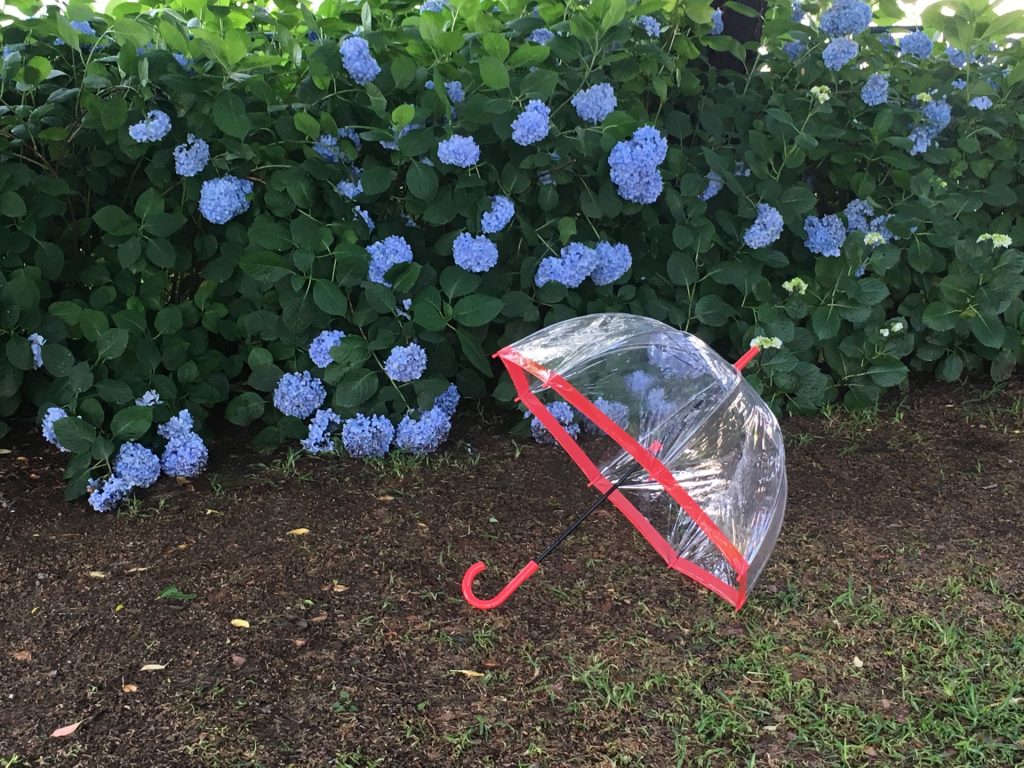 Discover the Charm of Tsuyu: Fun Facts and Rainy-Day Ideas | WoW! Japan Fun